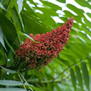 Sumak - Köp Online & Recept på Maträtter