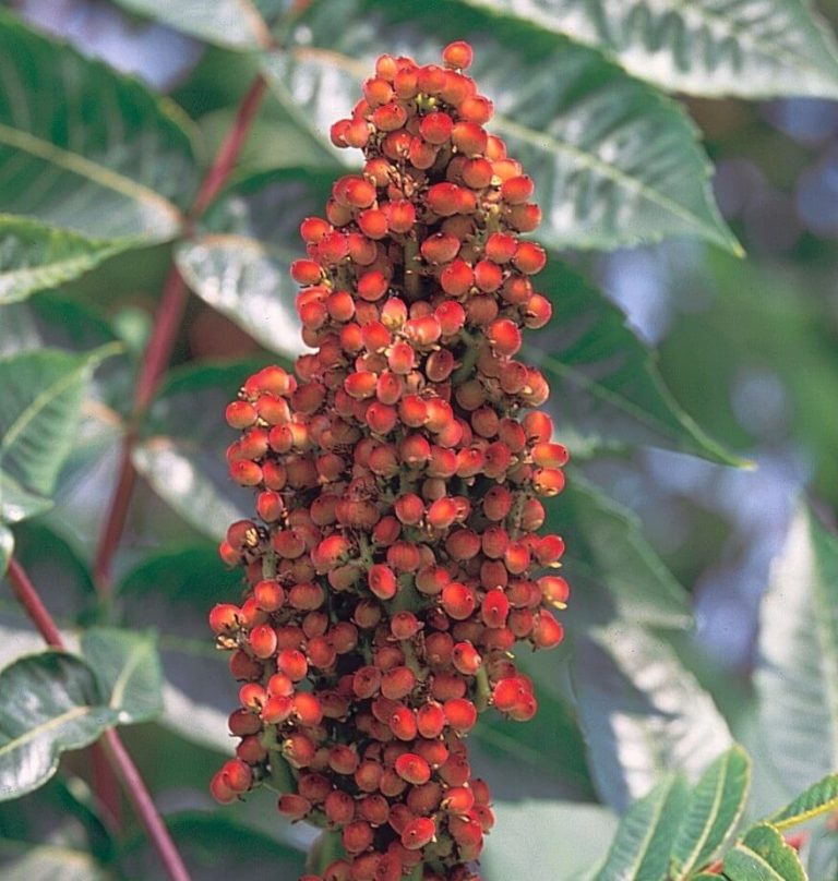 Sumak - Köp Online & Recept på Maträtter